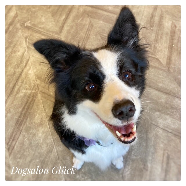 ボーダー＊のあちゃん シーズー＊ハッピーくん シュナ＊ノアルくん プードル＊あずきくん | Gluck