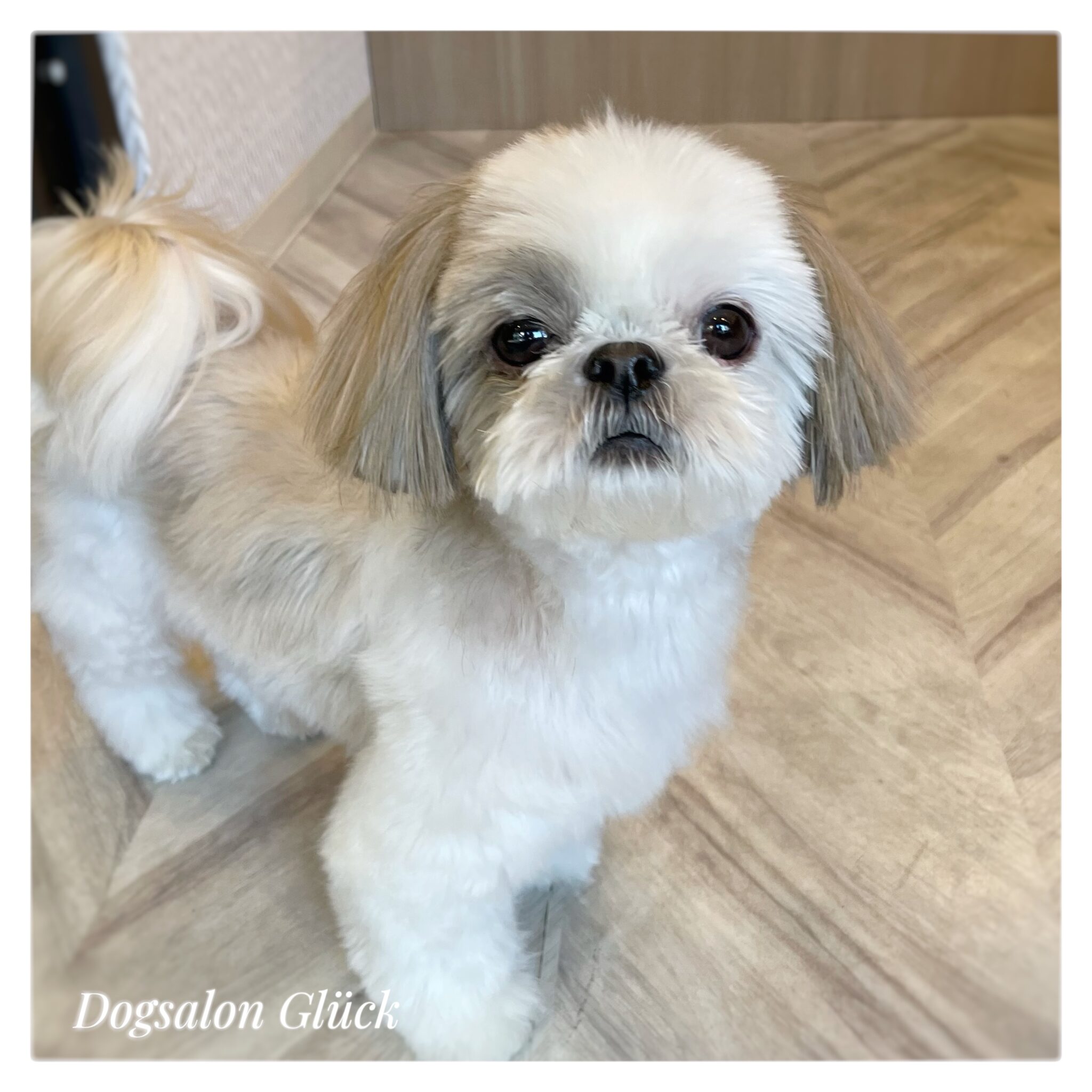 シュナ＊セブ君 シーズー＊さつきちゃん | Gluck